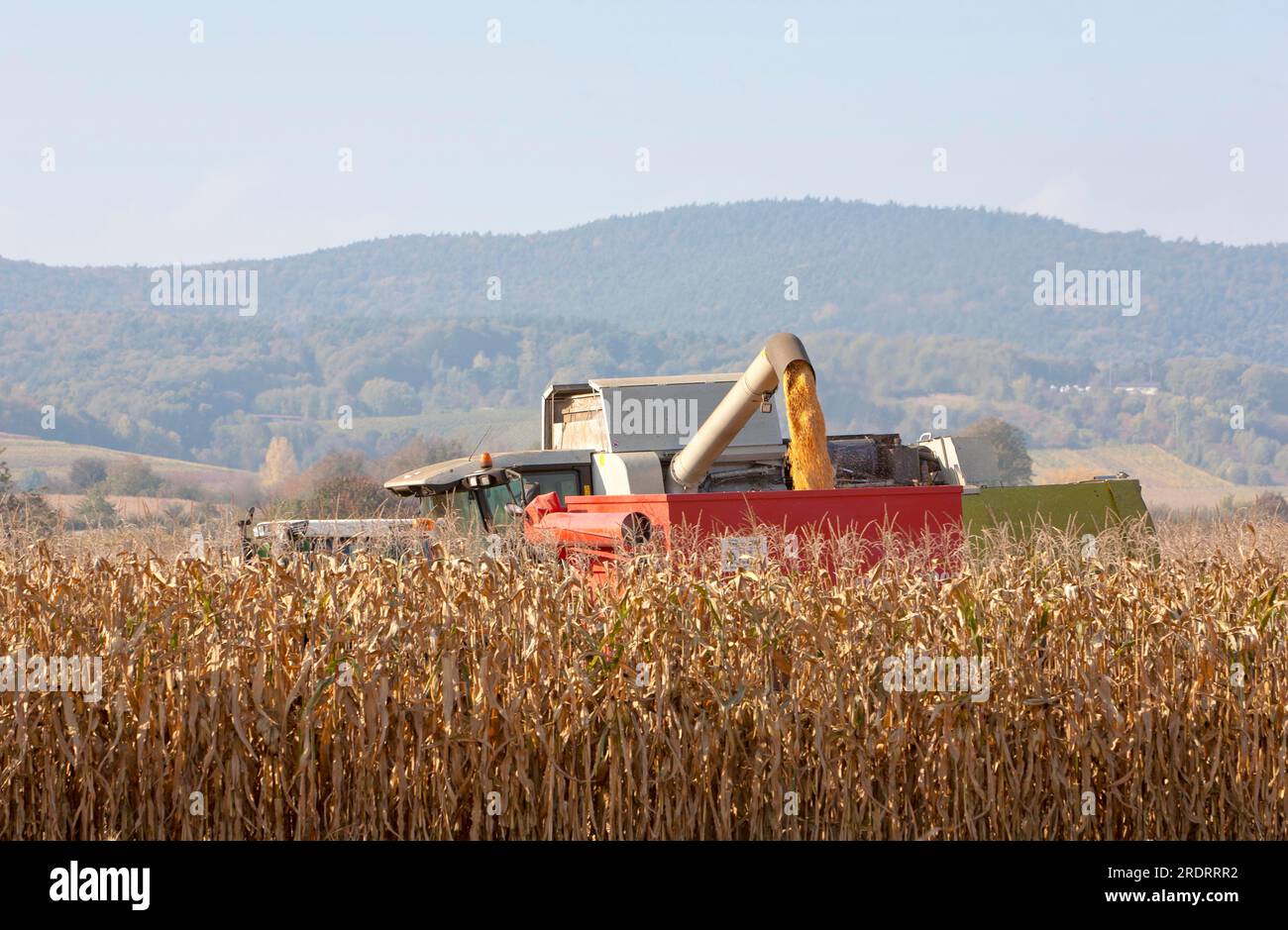 Fodder grass chaff feed forage hi-res stock photography and images - Alamy