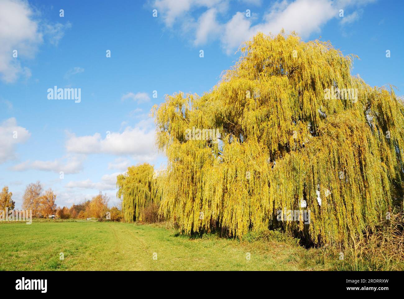 Autumn landscape in Bavaria with a weeping willow Stock Photo - Alamy