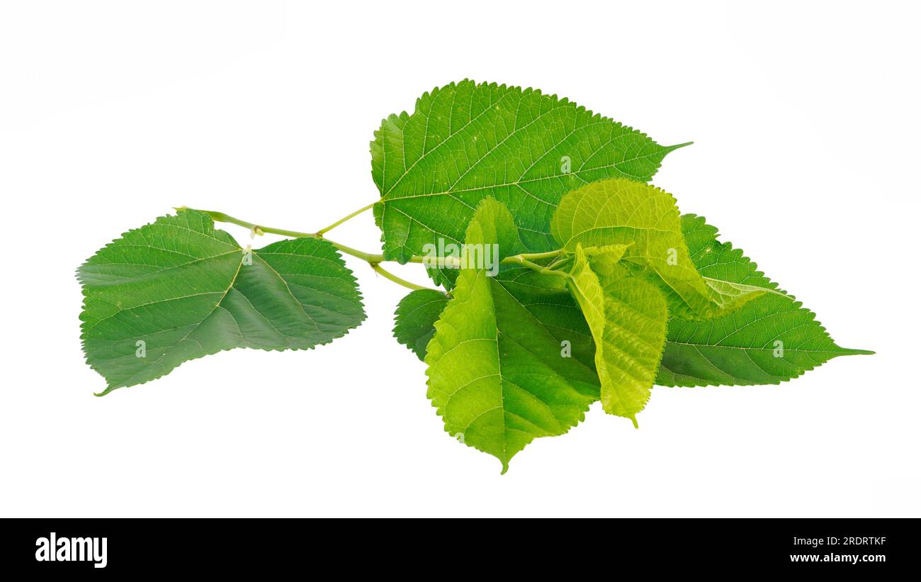 Fresh Green Mulberry leaf isolated on white background. Morus alba ...
