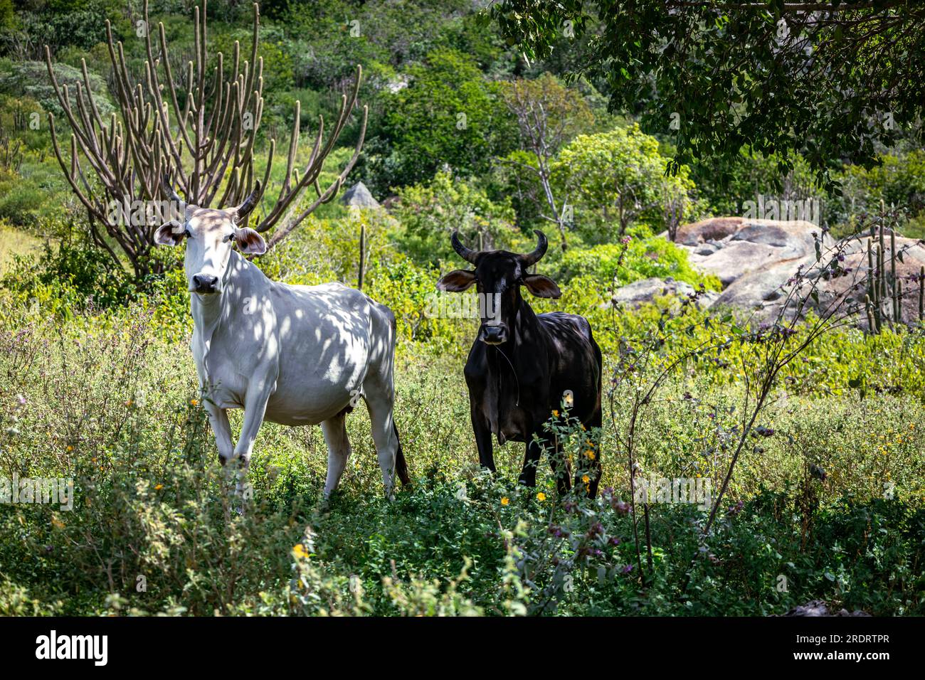 Two huge horned cows staring. One white and one black Stock Photo - Alamy