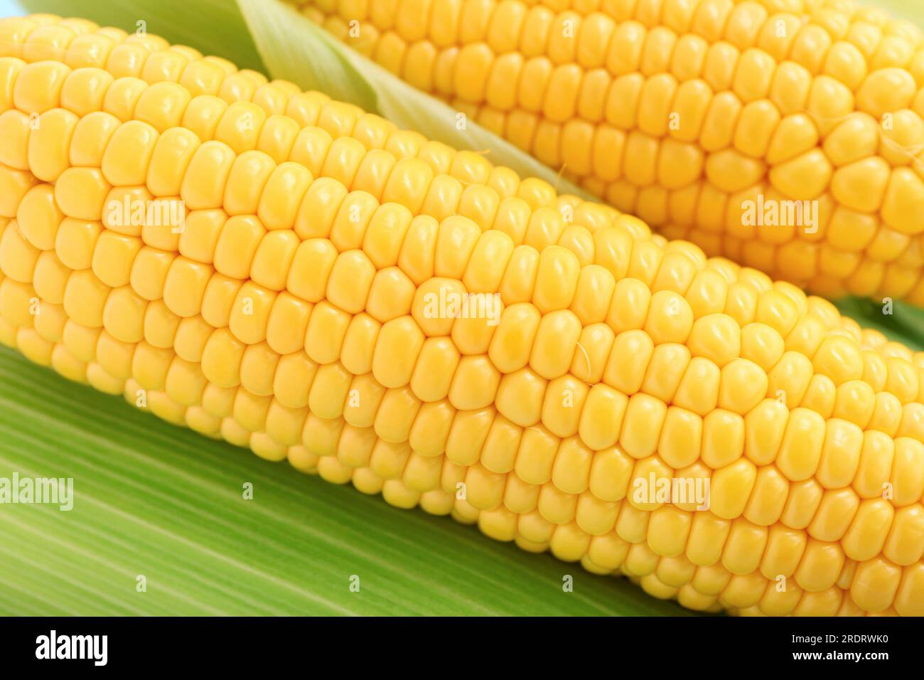 Texture of fresh corn cobs as background Stock Photo - Alamy