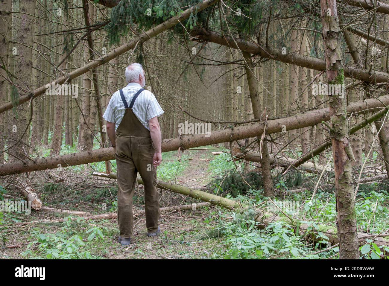 Walkers after the storm in the forest. Even days after the storm, it ...