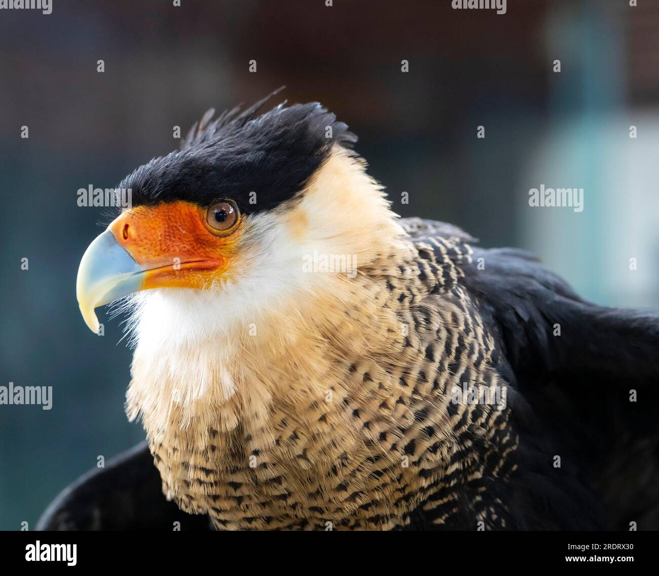 Mexican buzzard hi-res stock photography and images - Alamy