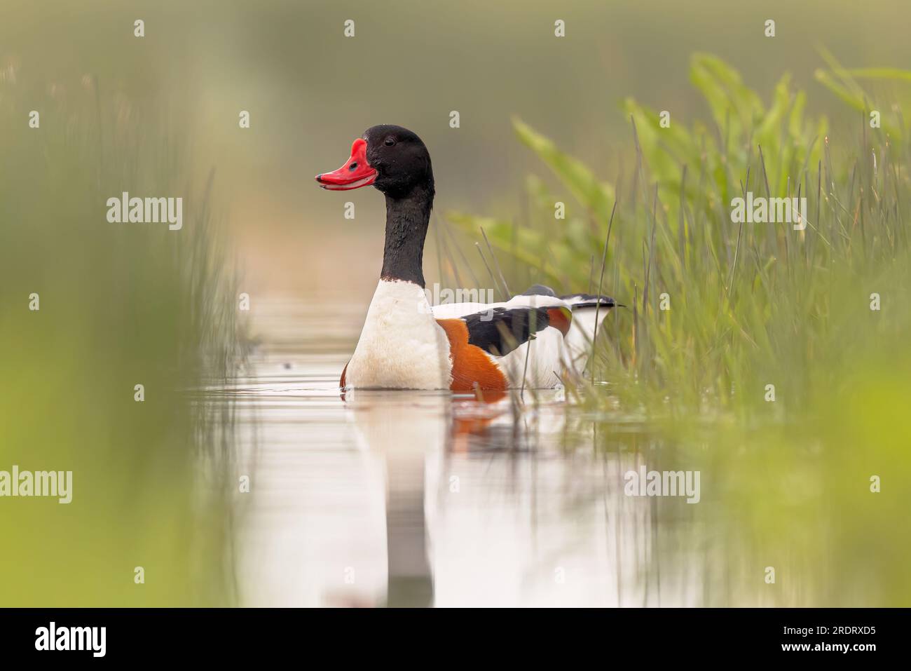 Common shelduck (Tadorna tadorna) is a common waterfowl species. It is ...