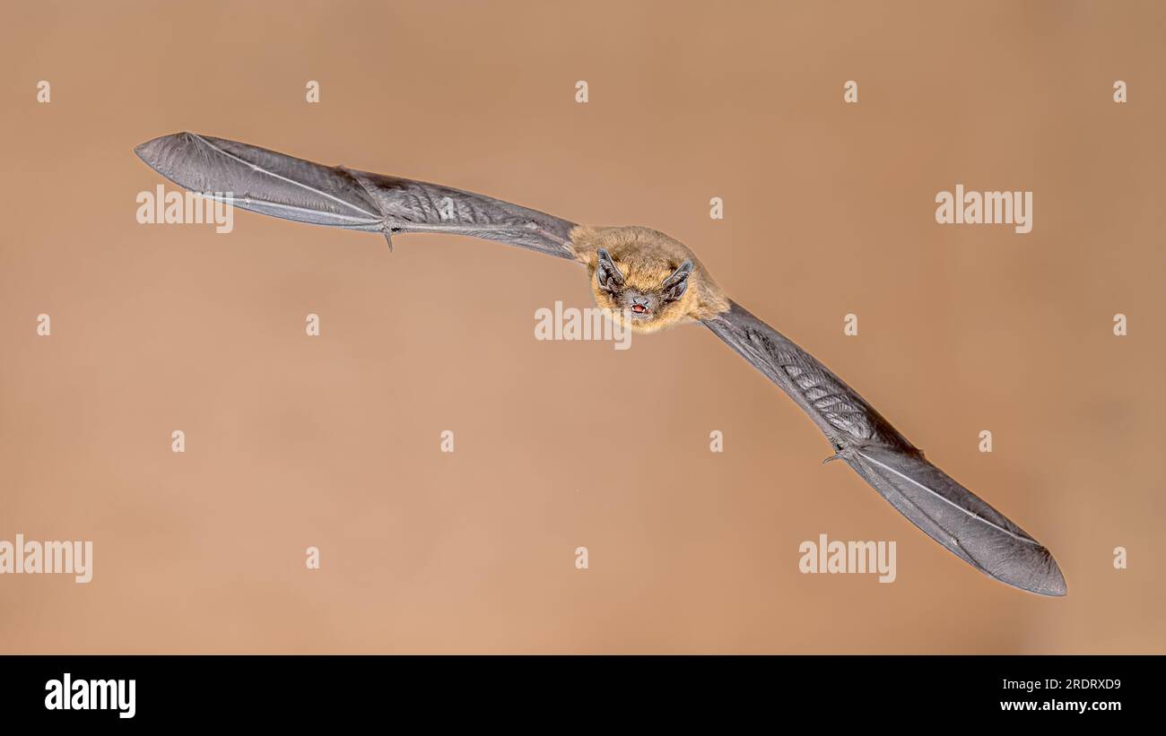 Flying Common Pipistrelle Bat (Pipistrellus pipistrellus) is a small ...