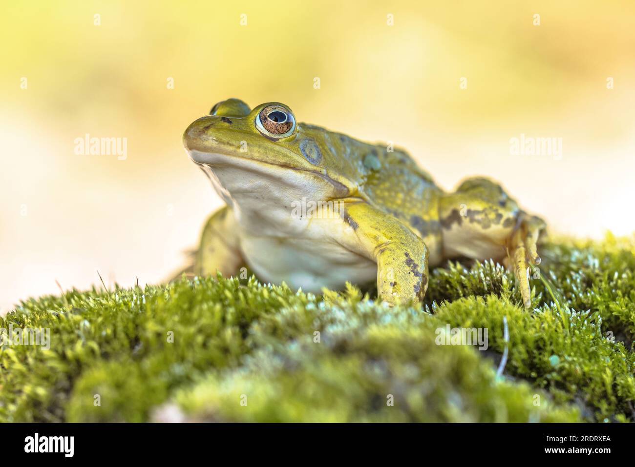 Pool Frog (Pelophylax lessonae) is a European frog in the family Ranidae. Reasons for declining ...
