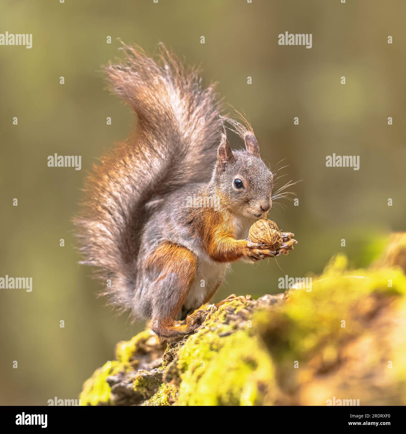 Up Squirrel Scene