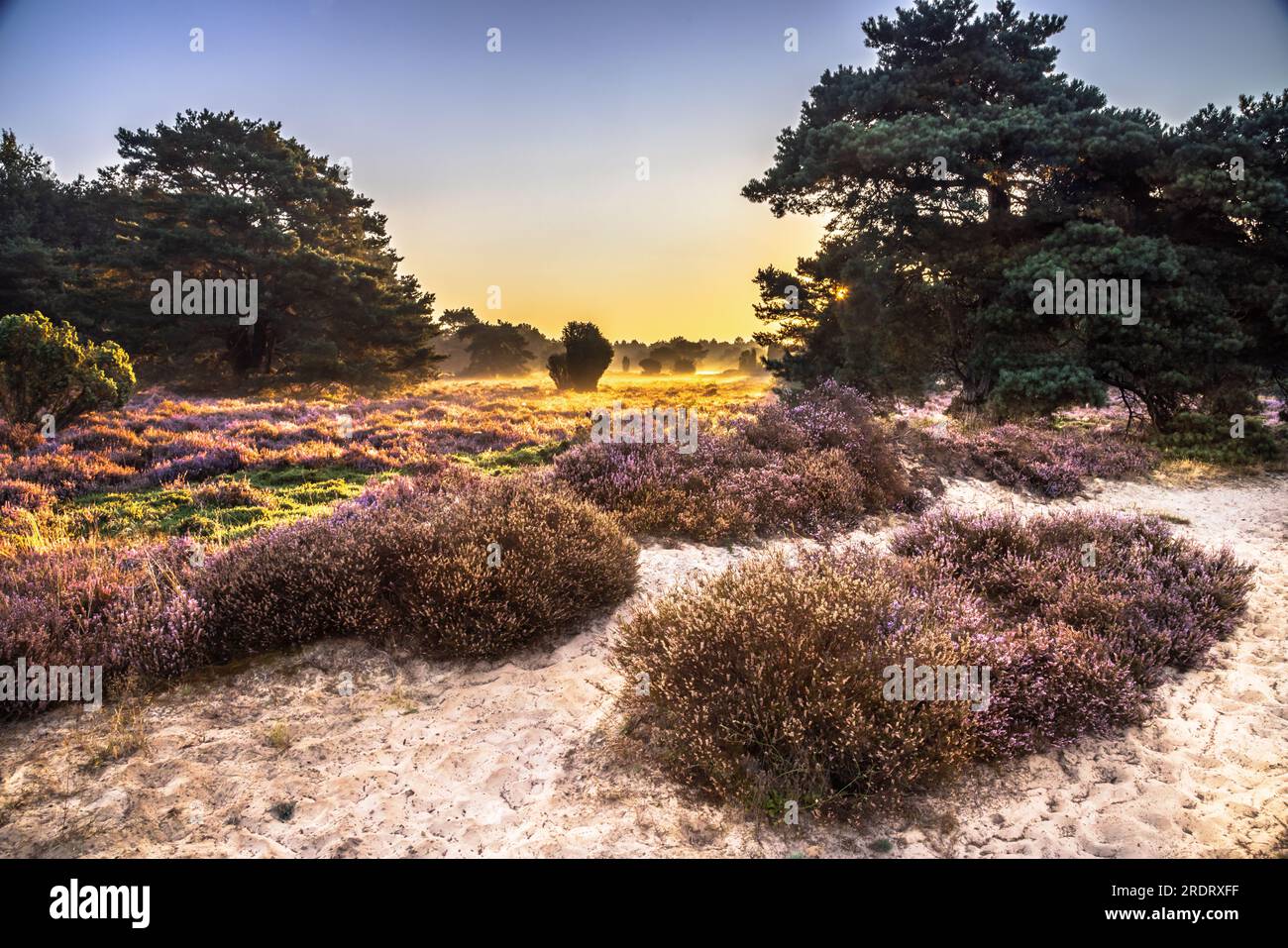 Sunrise over blooming Heathland in National Park Dwingelderveld ...