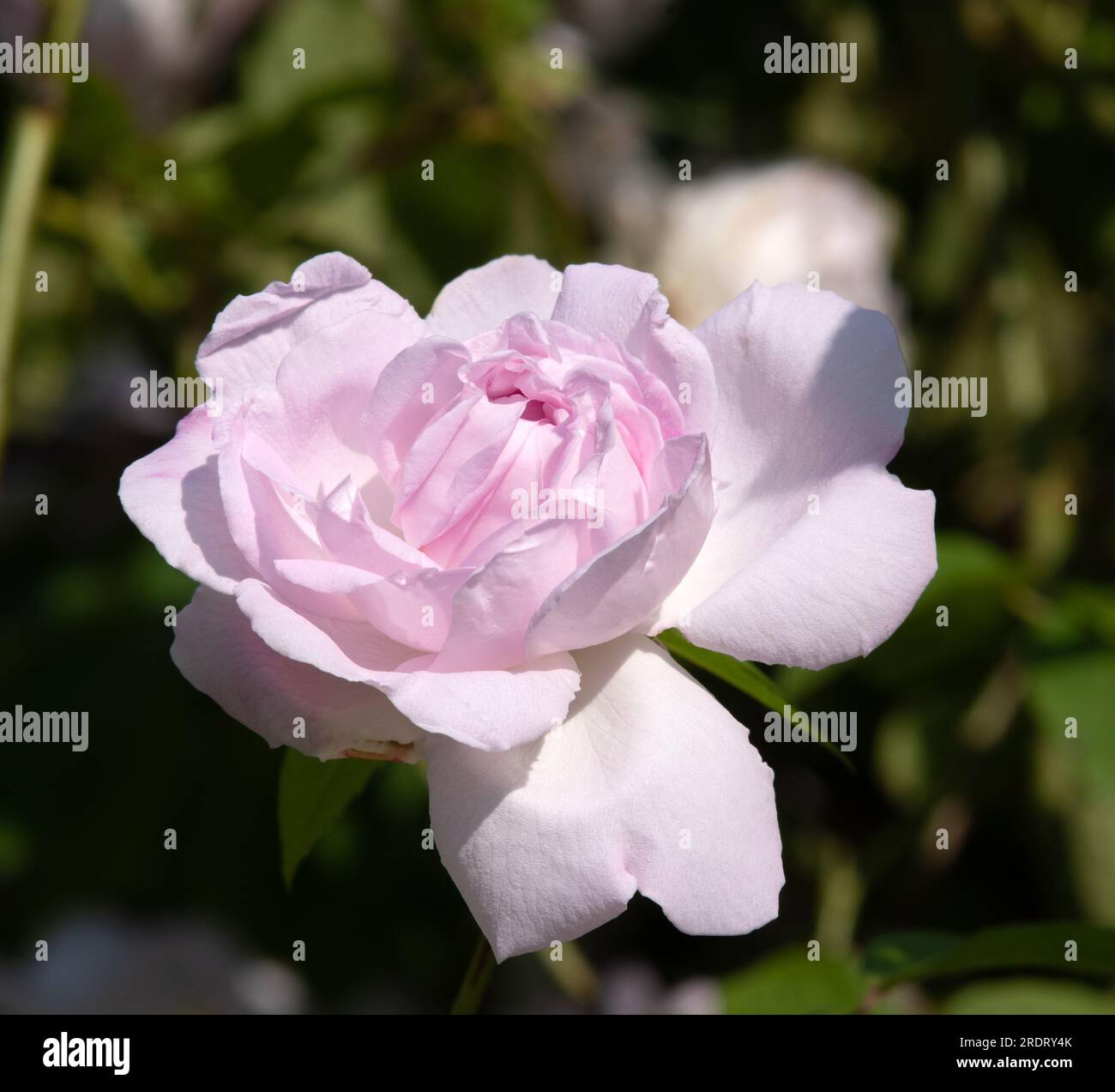 Rosa duchesse hi-res stock photography and images - Alamy