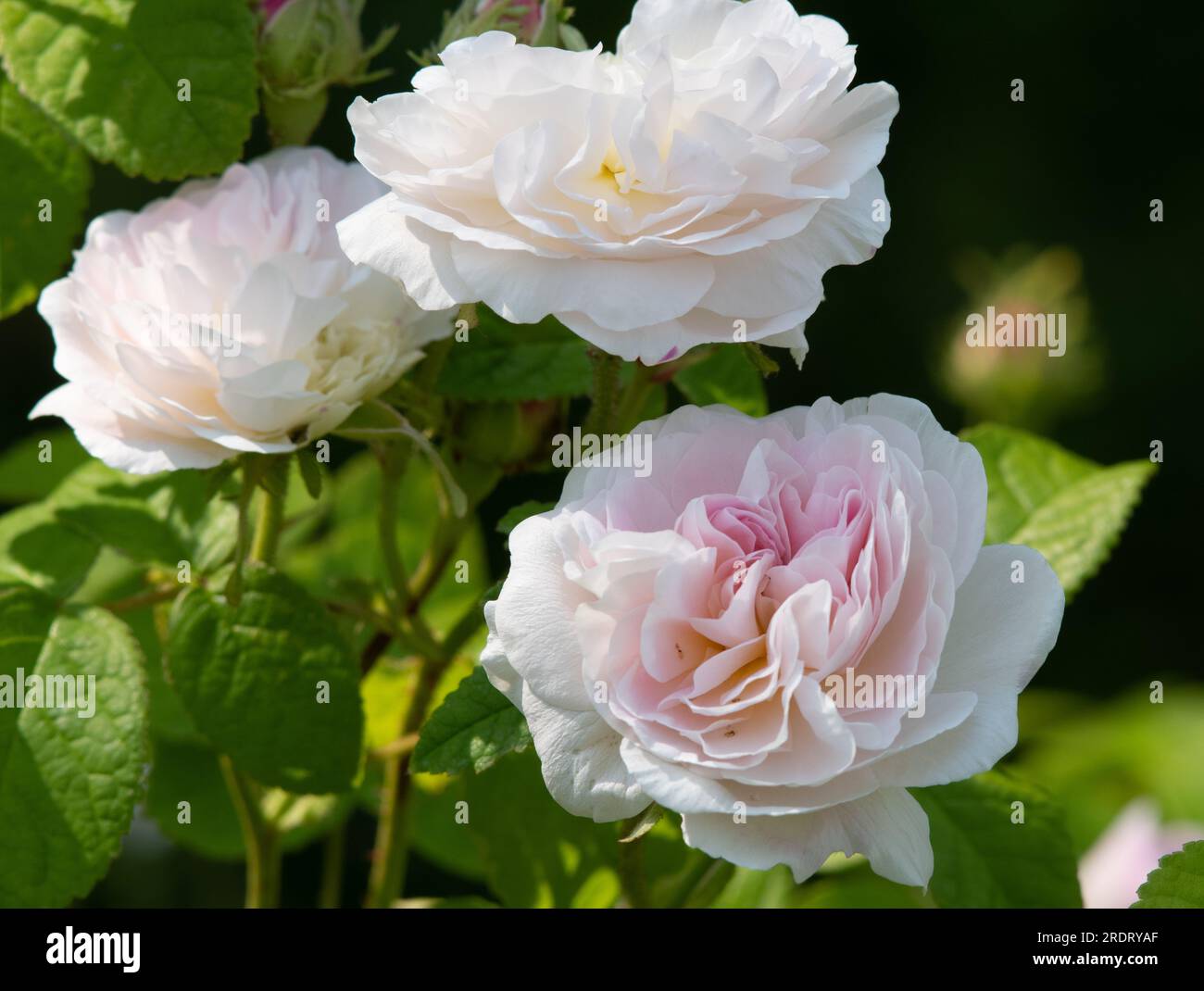 Rosa belle isis hi-res stock photography and images - Alamy