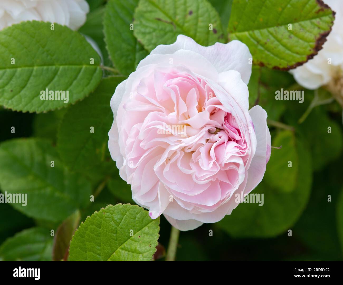 Rose belle isis hi-res stock photography and images - Alamy