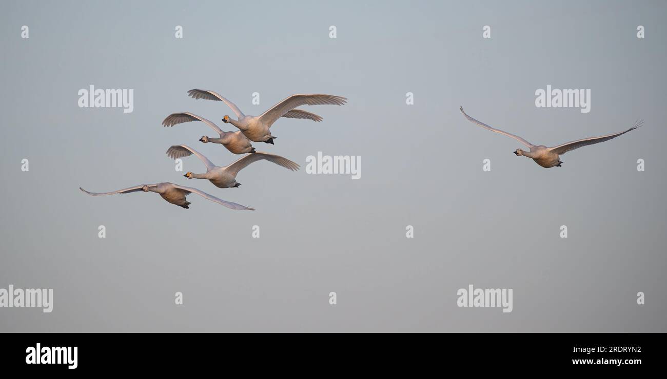 A bevy of Whooper Swans (Cygnus cygnus) in flight showing the ...