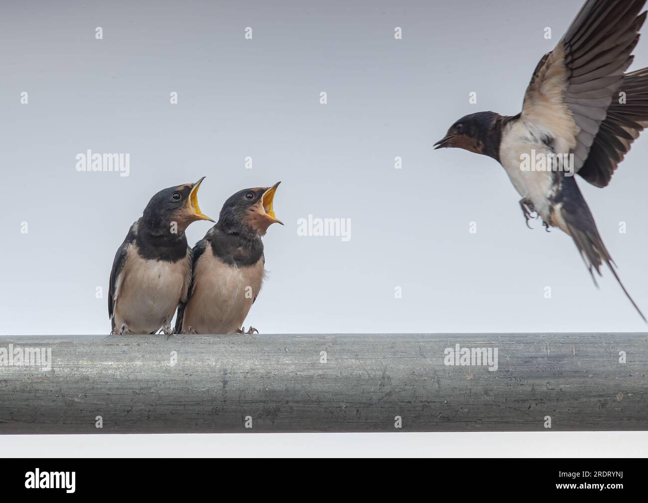 An action shot of a pair of young swallows (Hirundo rustica), newly ...