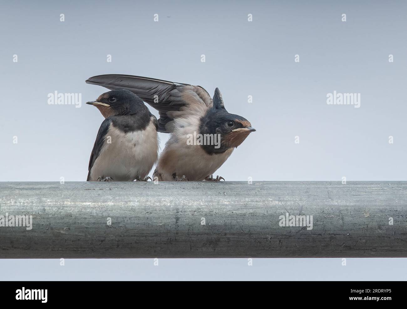 Two swallows make a spring hi-res stock photography and images - Alamy