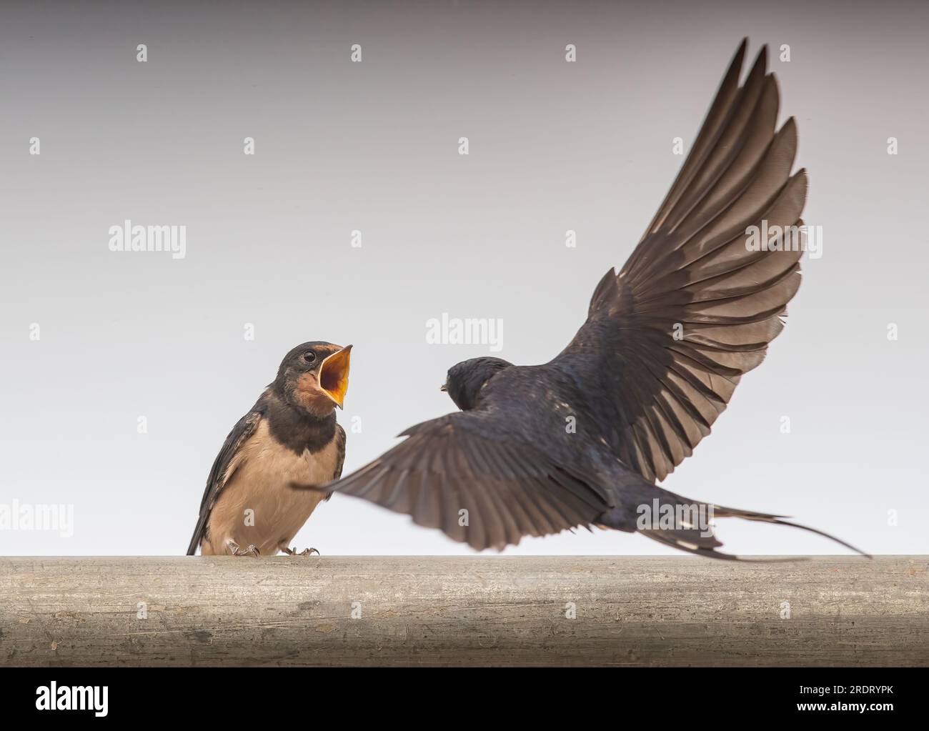 A spectacular action shot of a newly fledged swallow (Hirundo rustica ...
