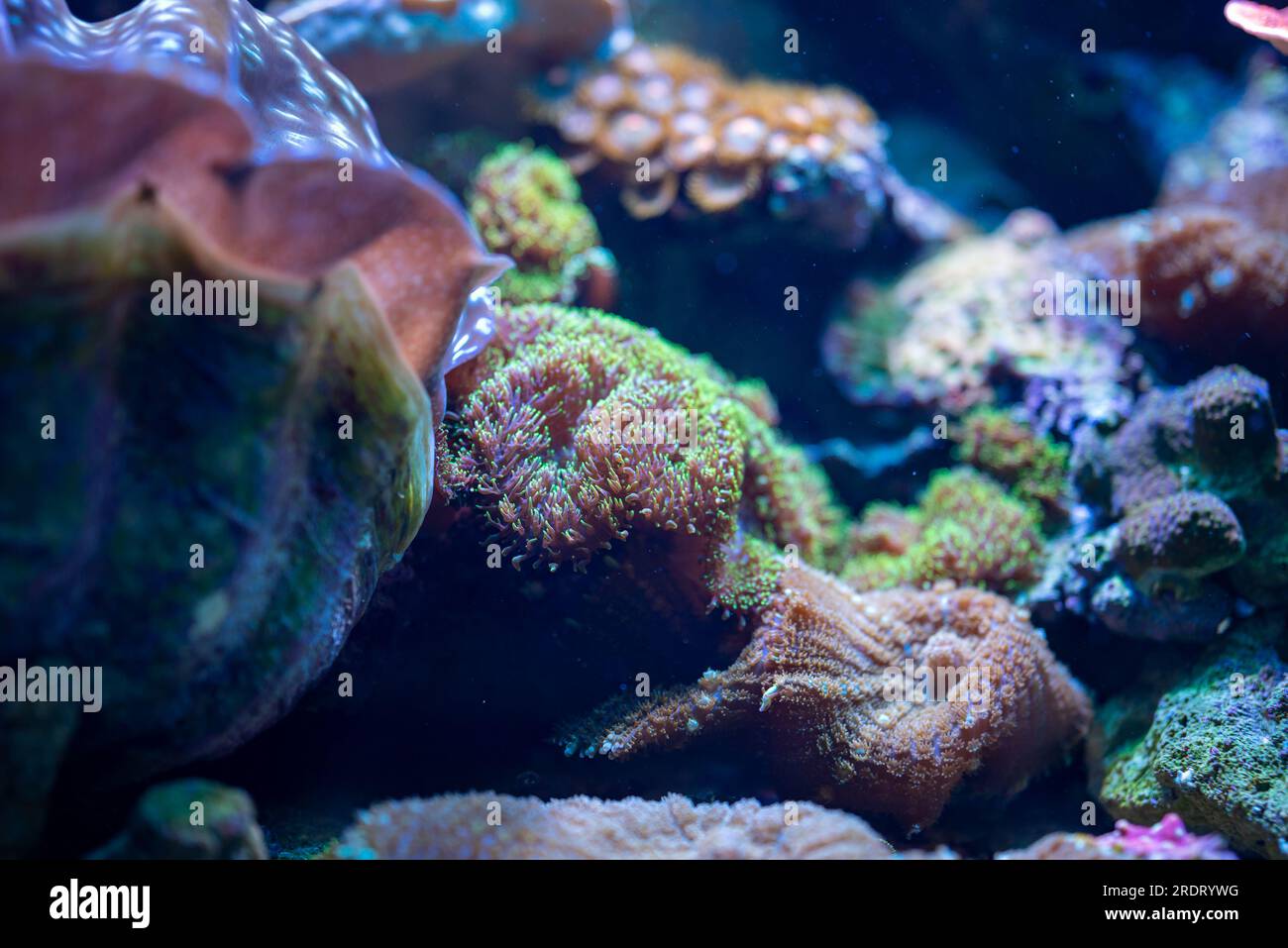 Amazing beautiful corals at the bottom Stock Photo - Alamy