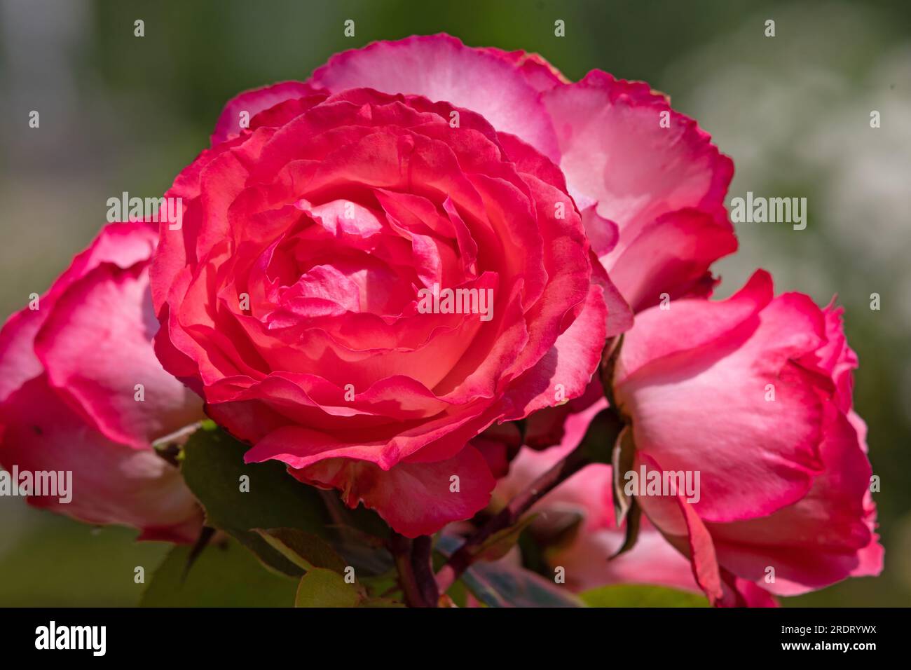 Rose du roi hi-res stock photography and images - Alamy