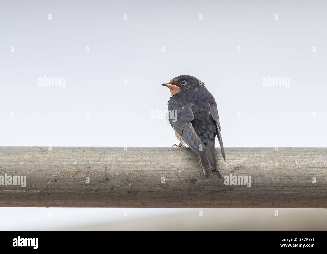 A young swallow (Hirundo rustica ) , newly fledged . Taking it's first ...