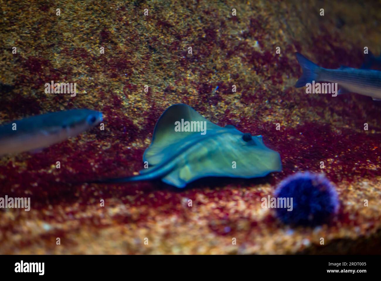 A secretive stingray fish moves along the bottom of the reservoir and ...