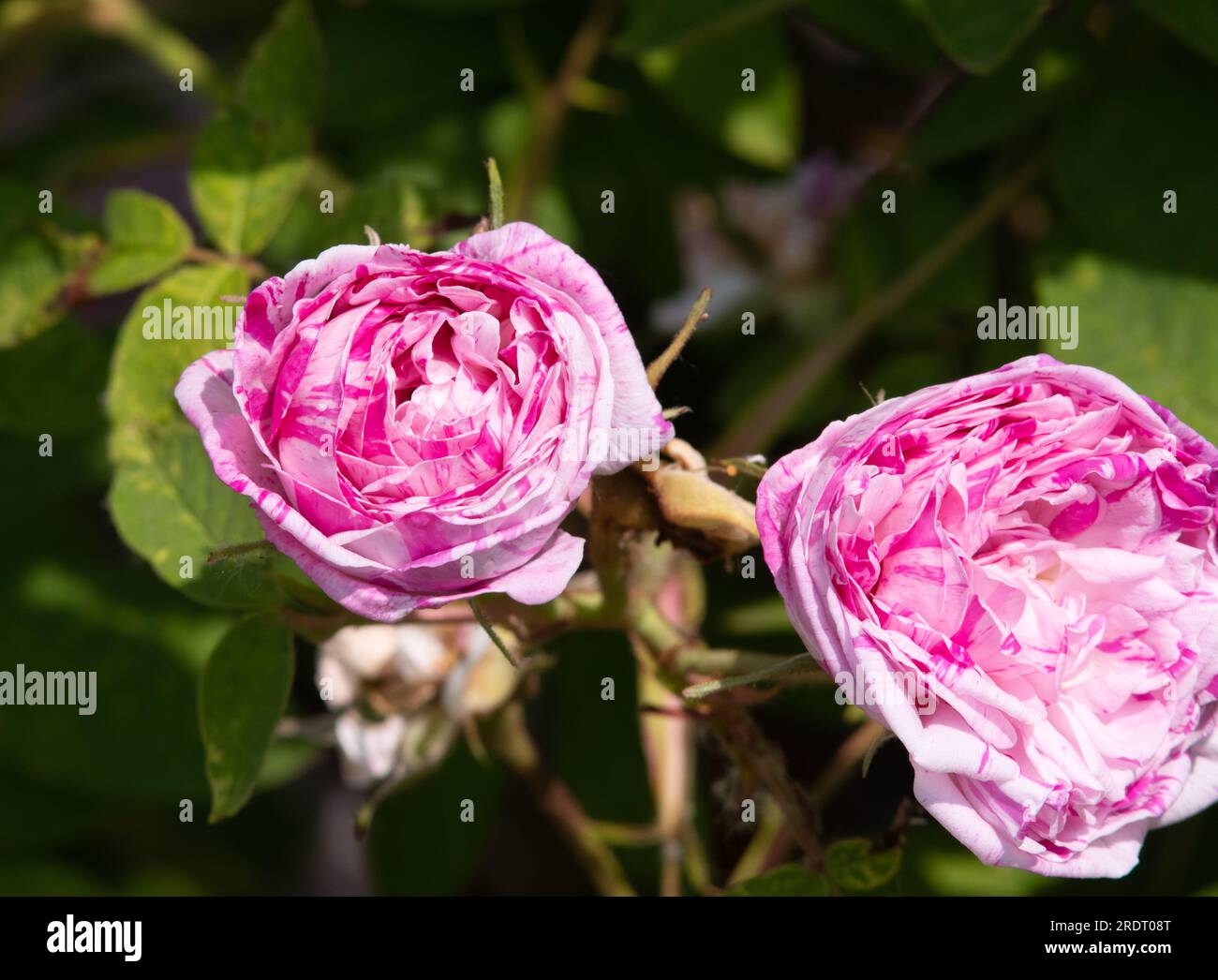 Rosa 'Perle des Panachées' Stock Photo - Alamy