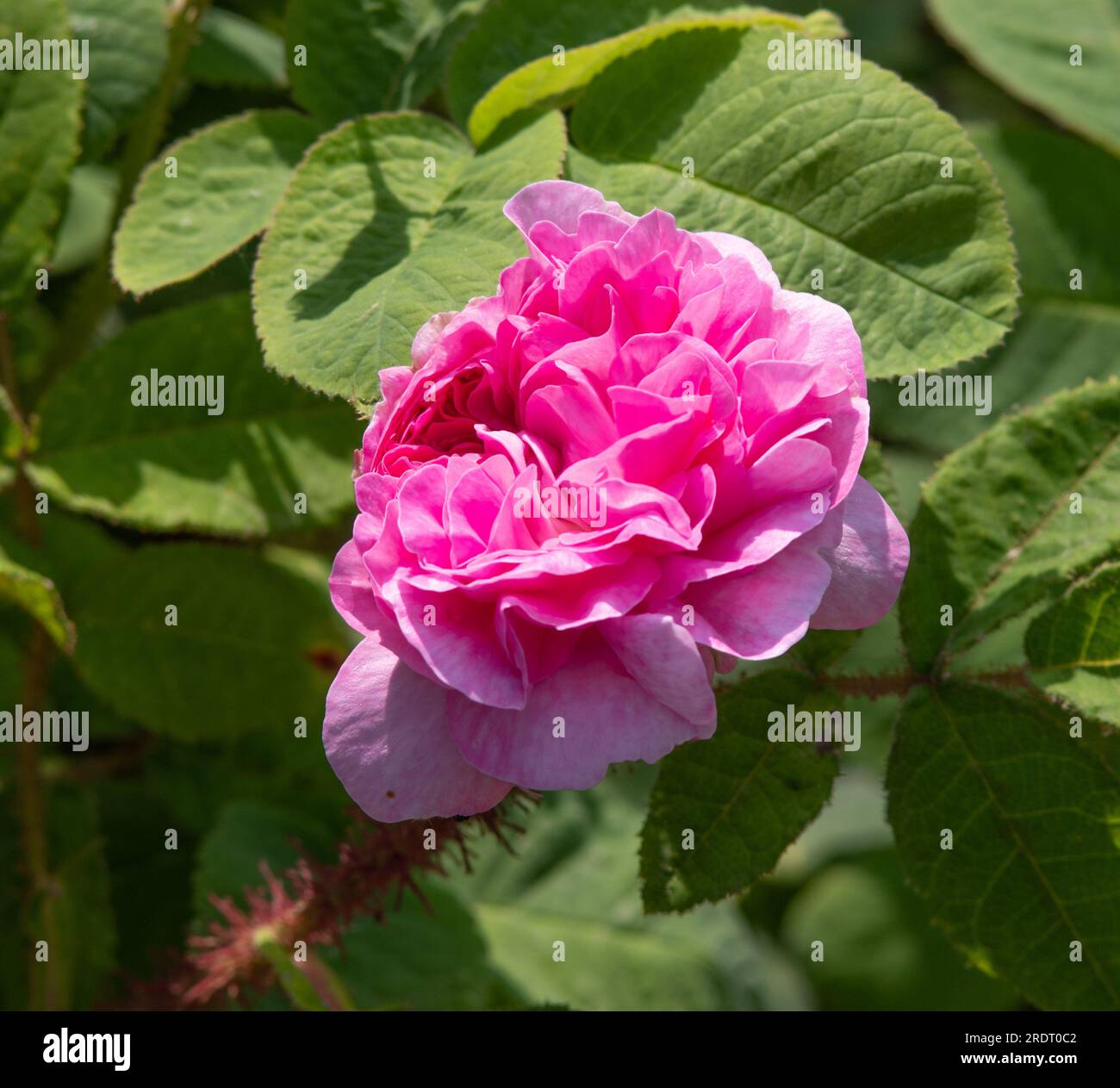 Pelisson hi-res stock photography and images - Alamy