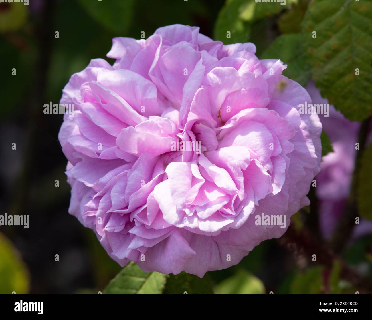 Pelisson hi-res stock photography and images - Alamy