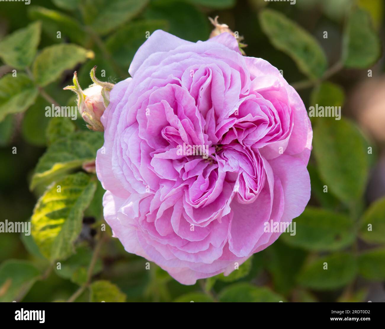 Amie hi-res stock photography and images - Alamy