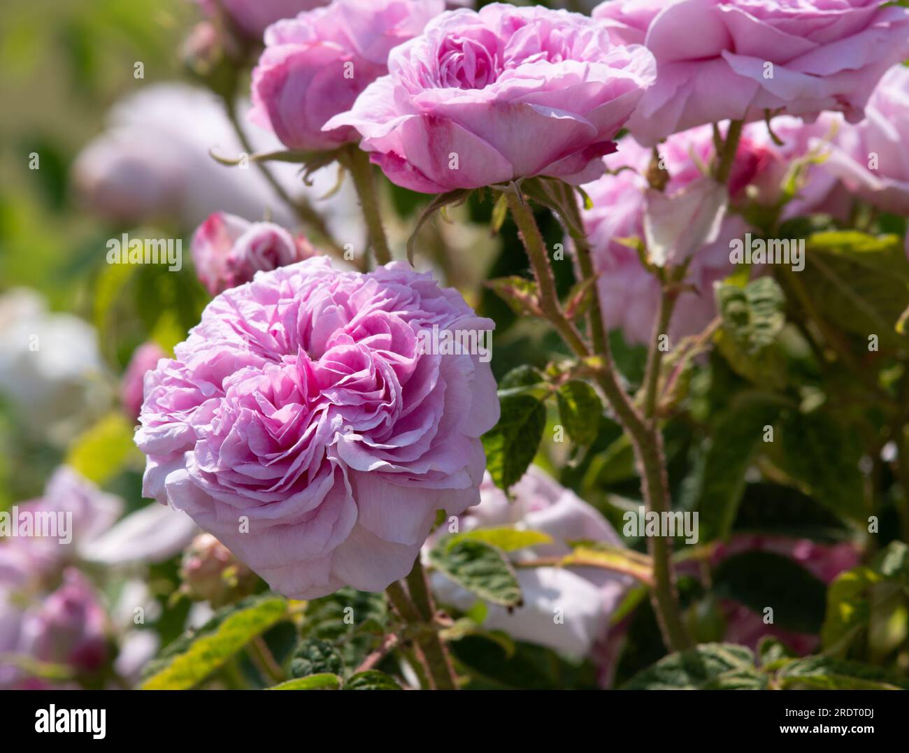 Amie hi-res stock photography and images - Alamy