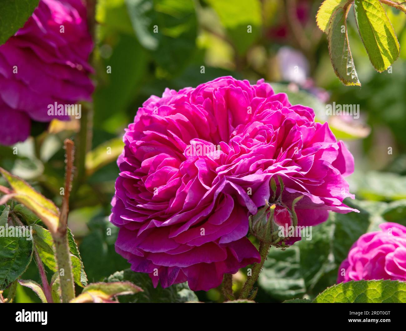 Rosa Louie Philippe Stock Photo - Alamy