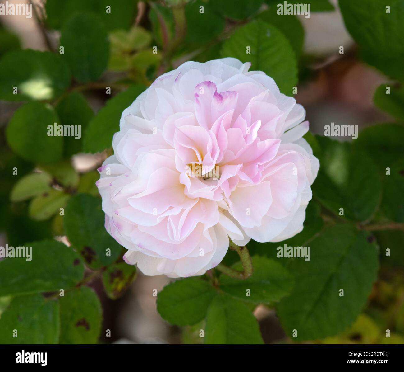 Rose belle isis hi-res stock photography and images - Alamy