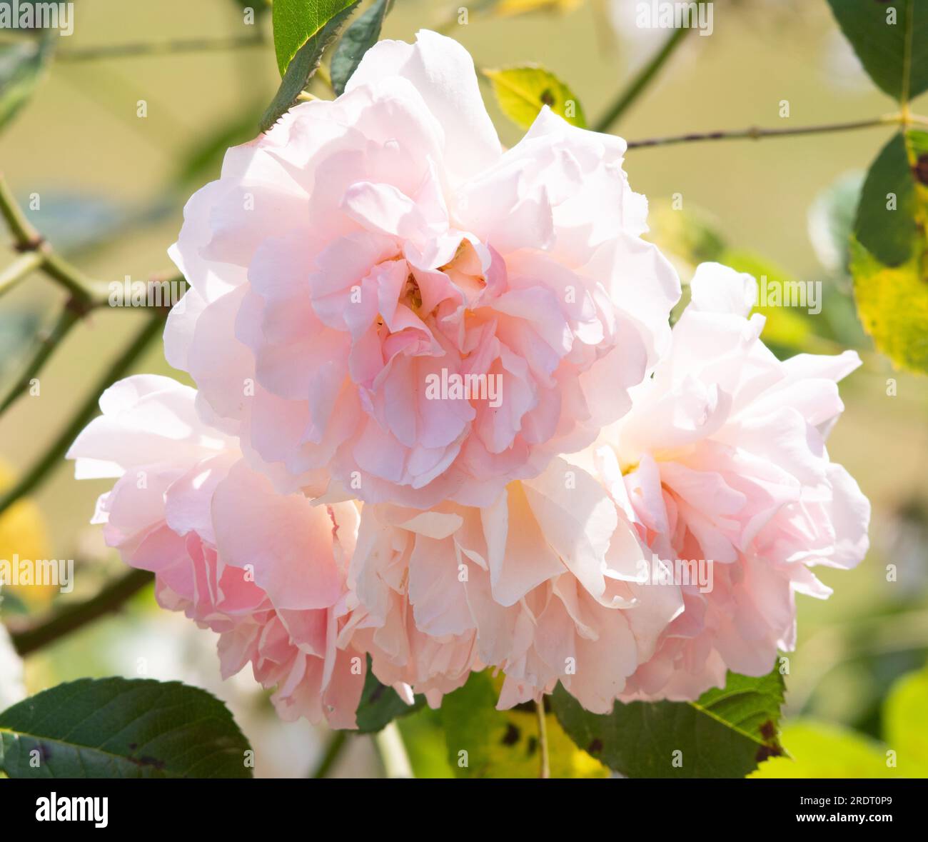 Felicia hi-res stock photography and images - Alamy