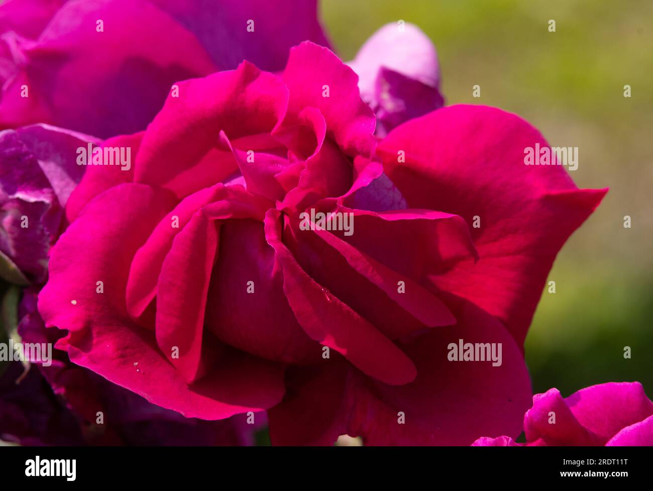 Rose 'george dickson' hi-res stock photography and images - Alamy