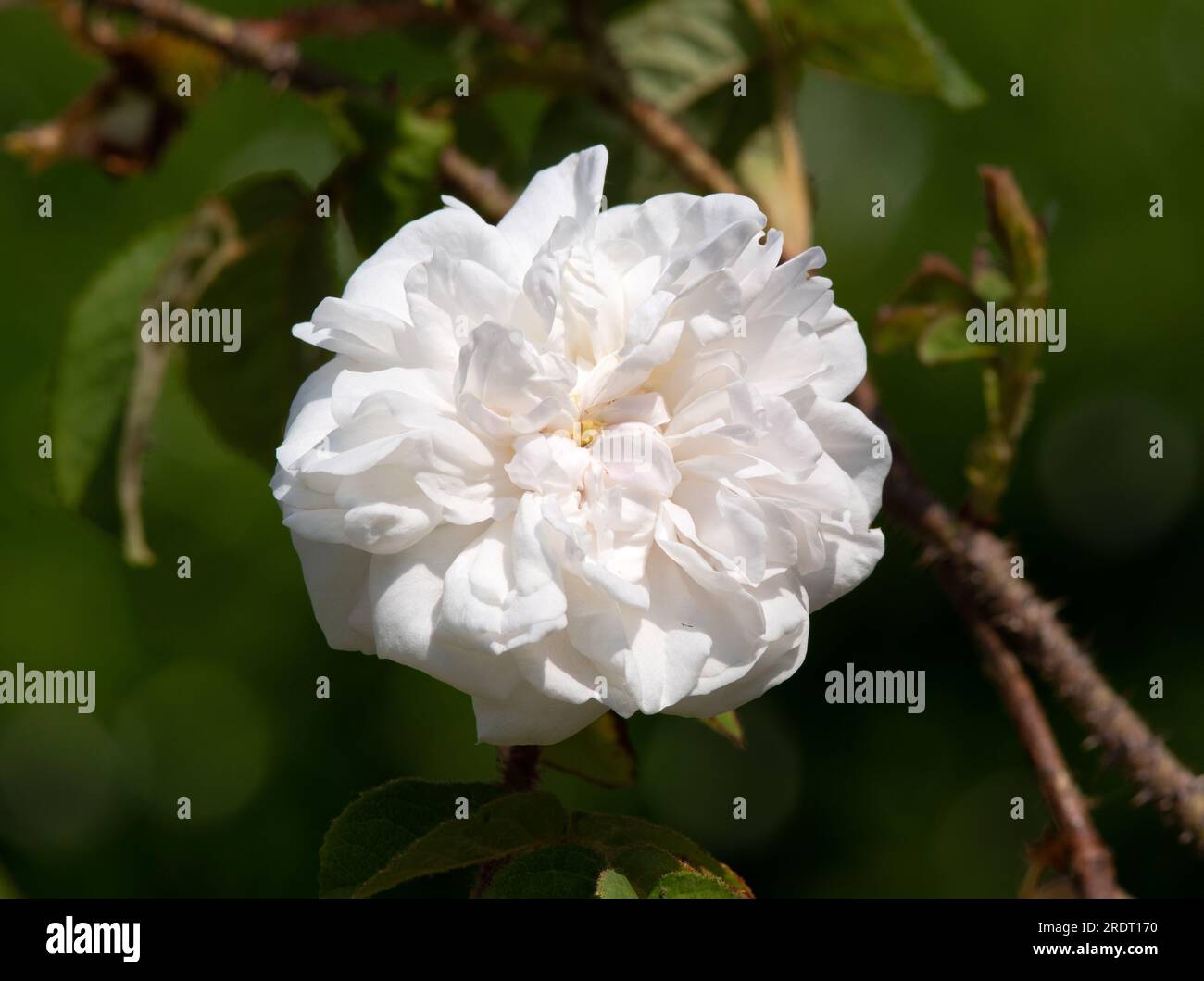 Comtesse de murinais hi-res stock photography and images - Alamy