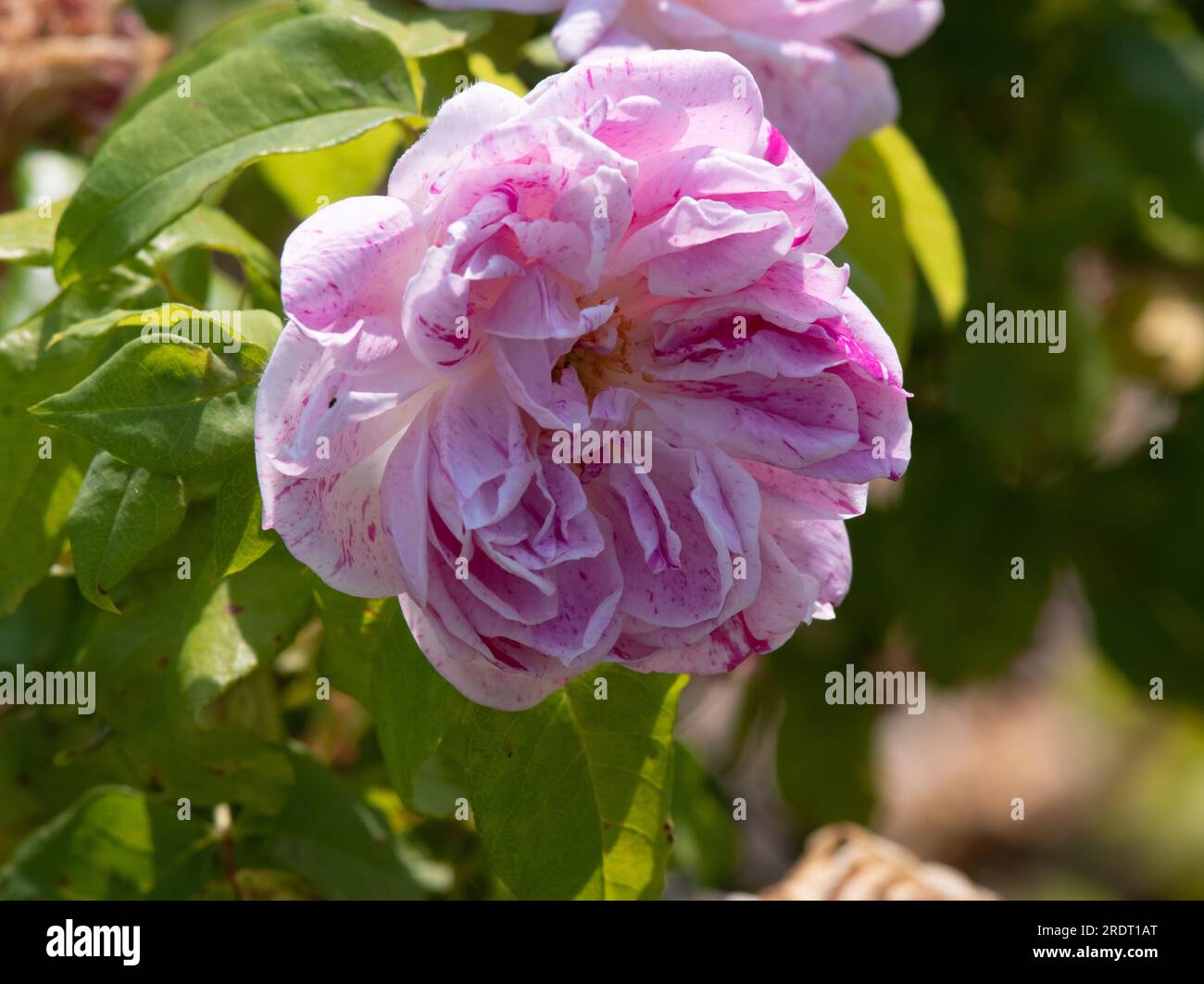 Rose panachee hi-res stock photography and images - Alamy