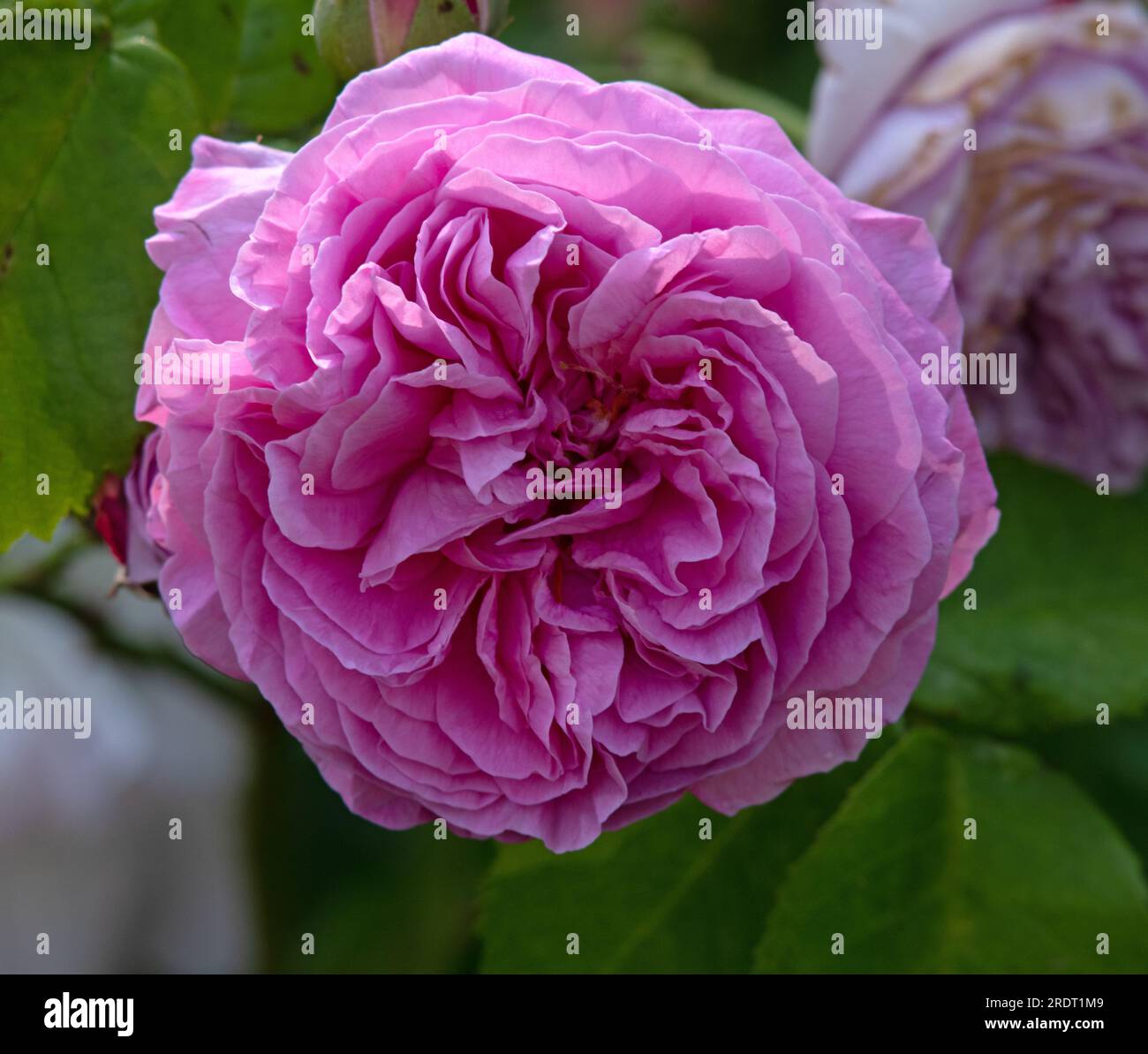 Rosa Louise Odier Stock Photo - Alamy