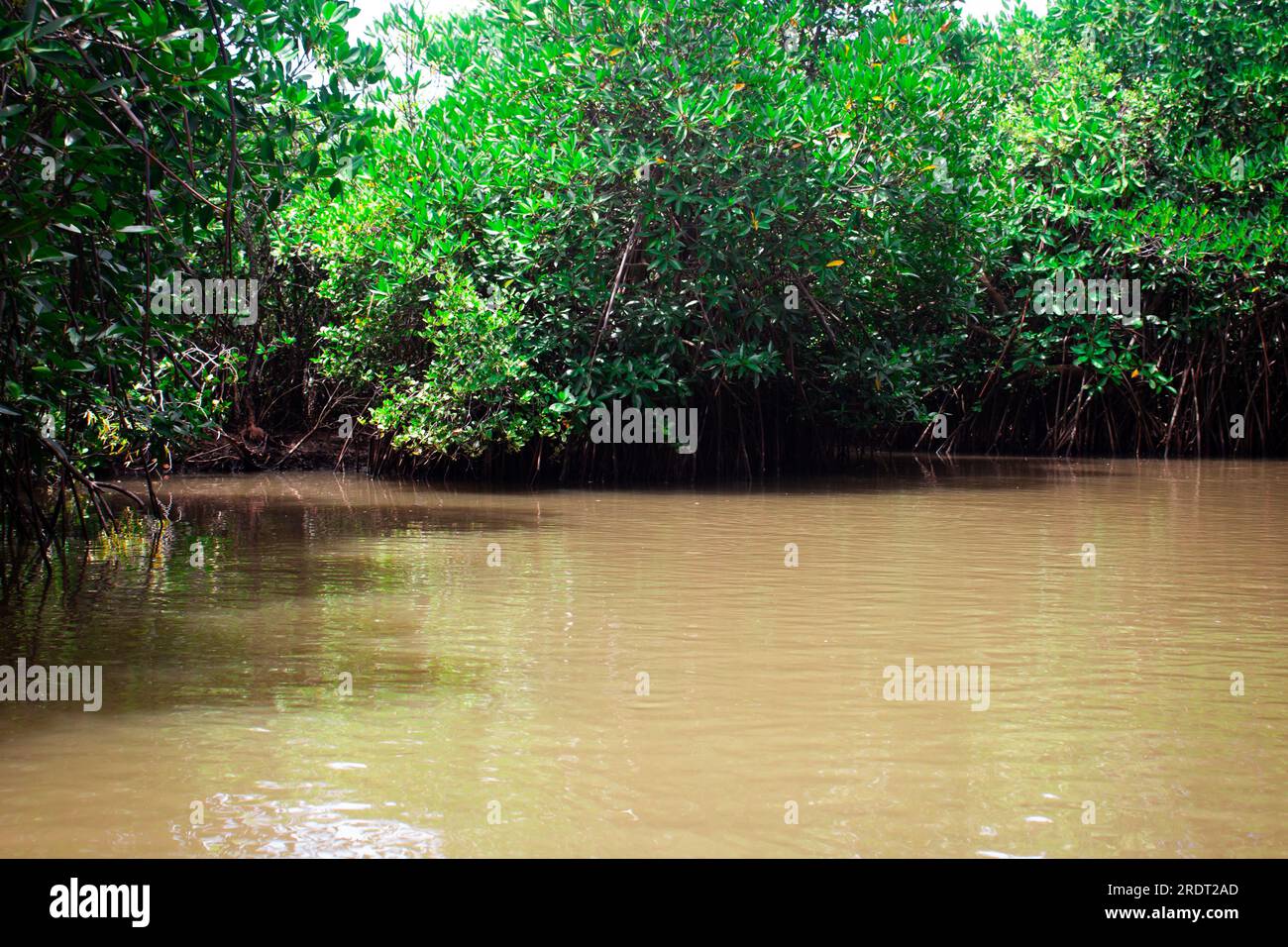 View of the Pichavaram Mangrove Forest which is one of the largest ...