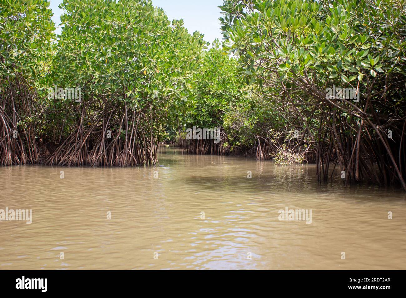 View of the Pichavaram Mangrove Forest which is one of the largest ...
