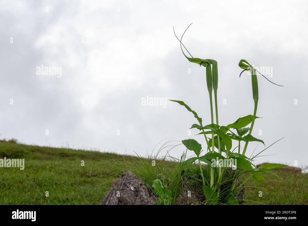 ARISAEMA TORTUOSUM, wild mountain plant located in top peak of himalyan ...