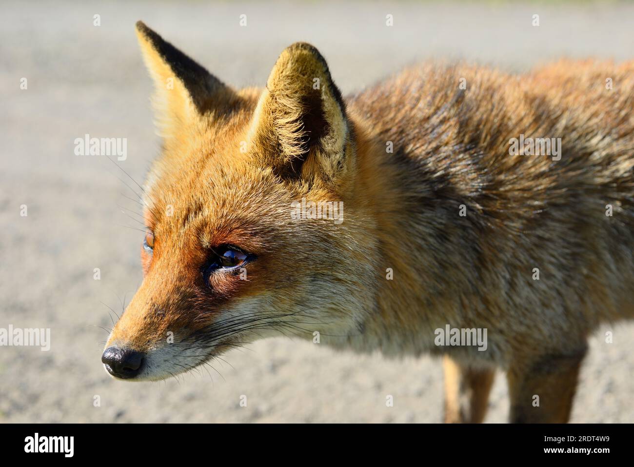 Red fox vulpes vulpes on a path hi-res stock photography and images - Alamy
