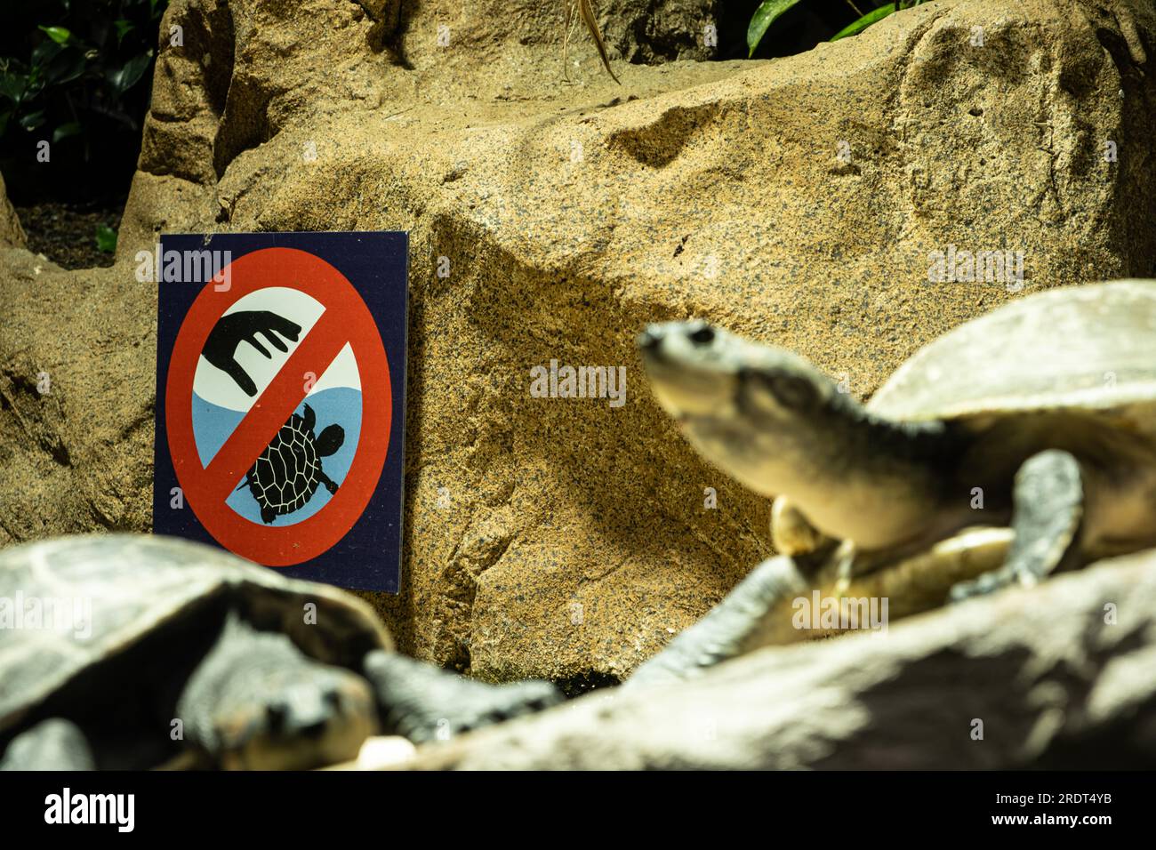 A sign prohibiting touching turtles in the zoo and two river turtles ...