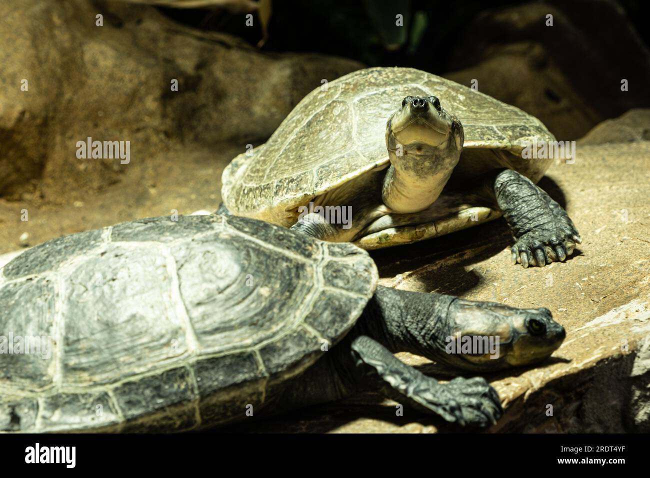 Arrau turtle Podocnemis expansa, South American Amazon river turtle ...