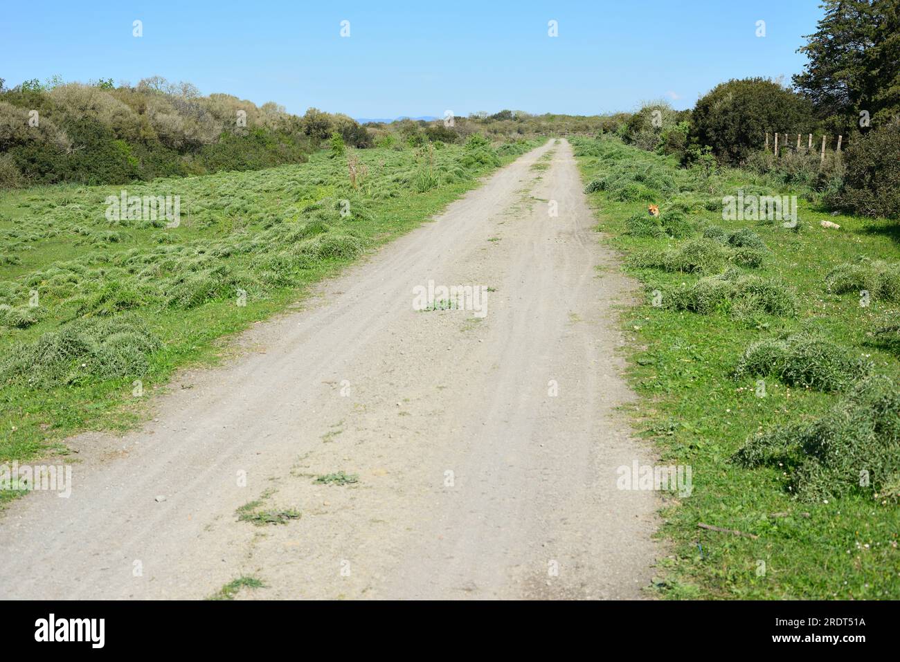 European red fox hiding on the right grass strip of a tracking path ...