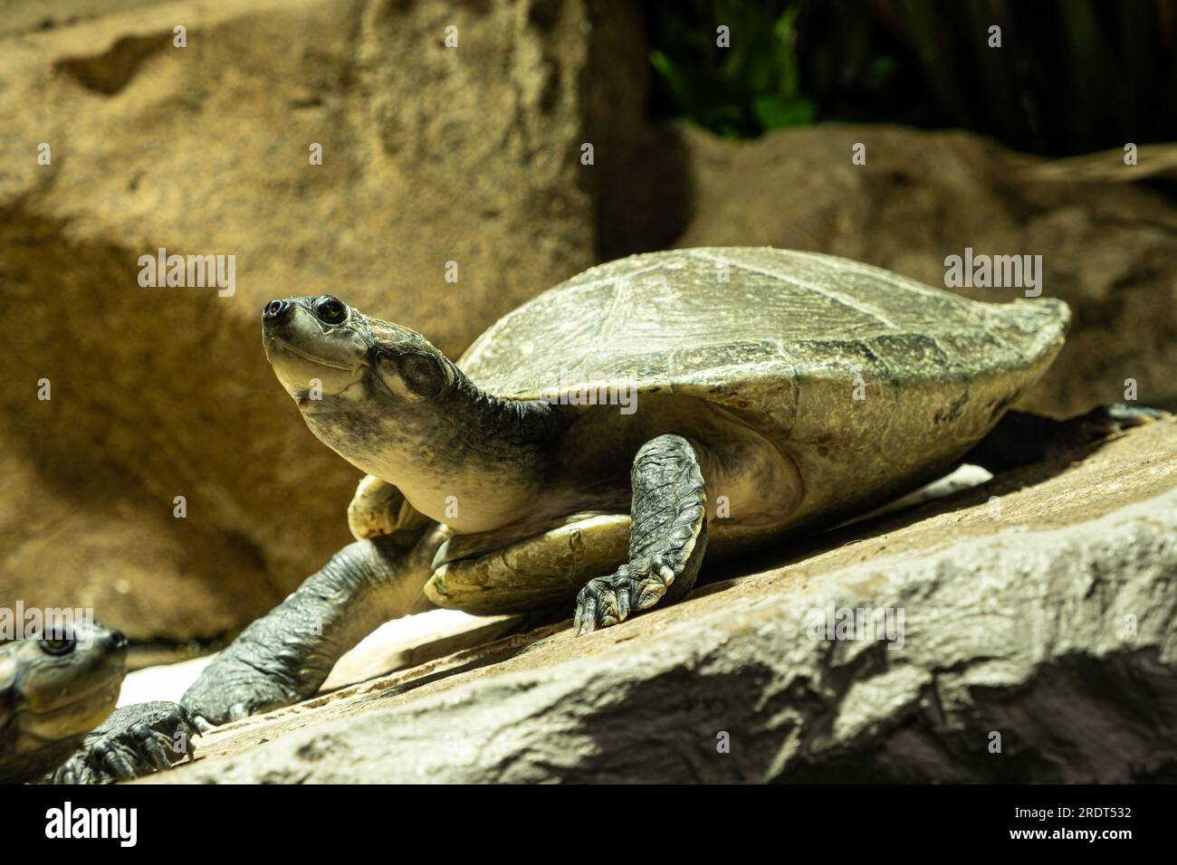 Arrau turtle Podocnemis expansa, South American Amazon river turtle ...
