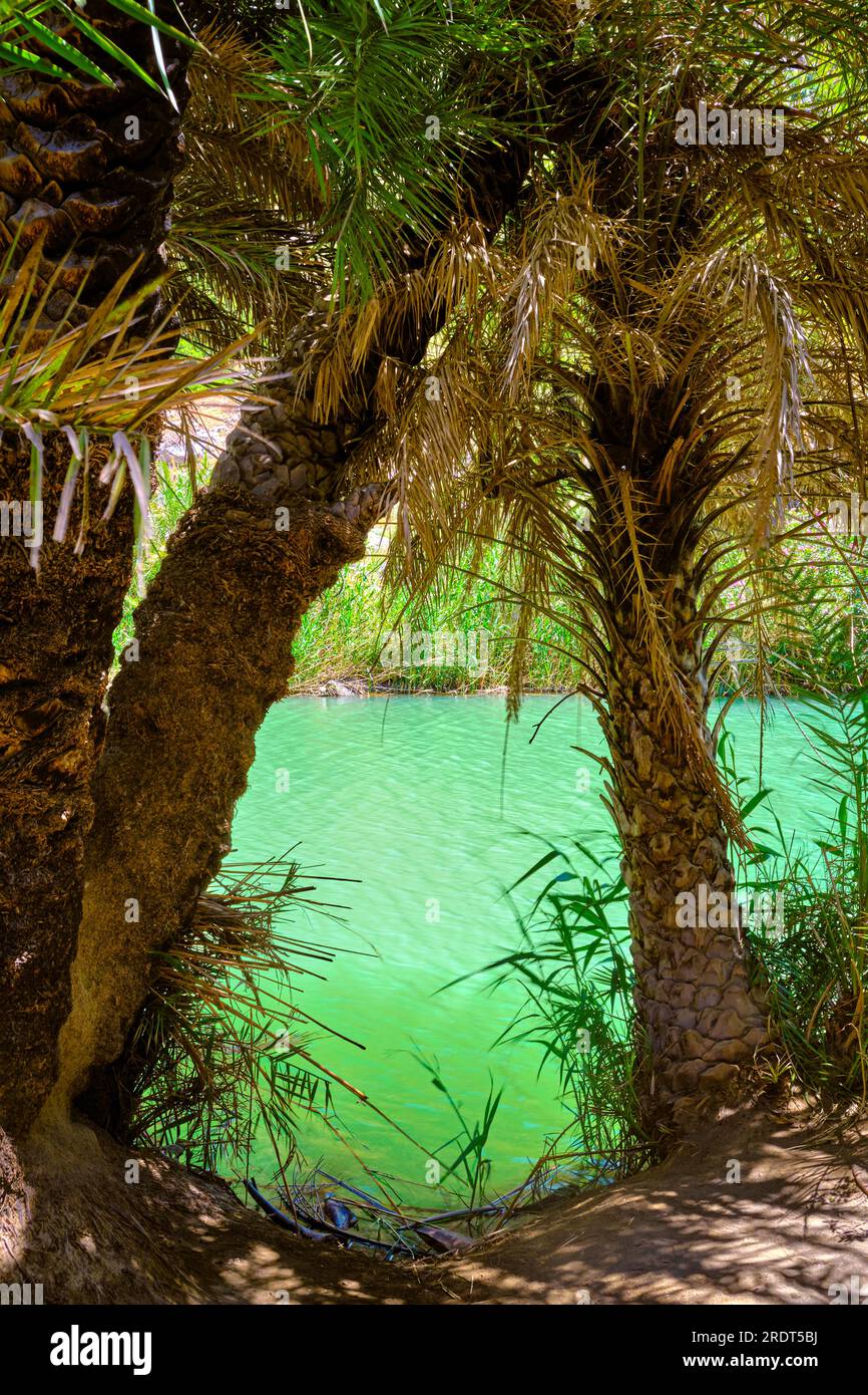 Palm trees on riverbank hi-res stock photography and images - Alamy