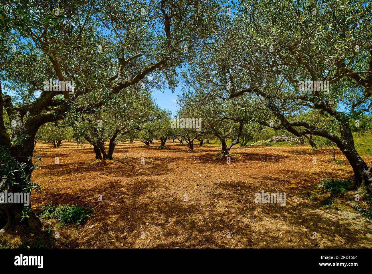 Old olive grove on the island of Greece, plantation of olive trees ...