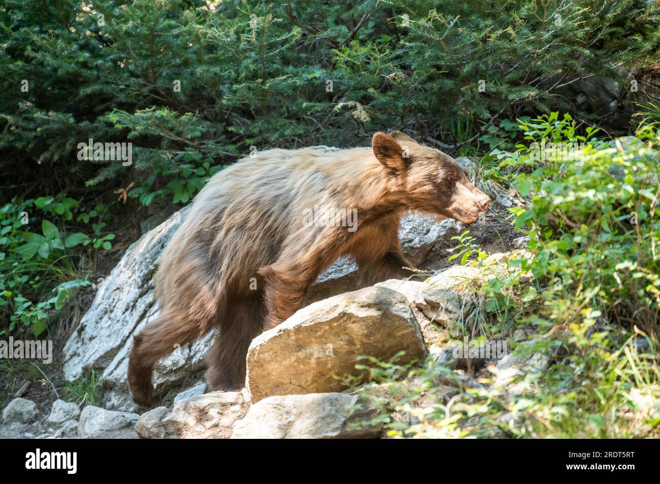 Scrawny Bear Heads into the Forest from the Surprise Lake Trail in ...