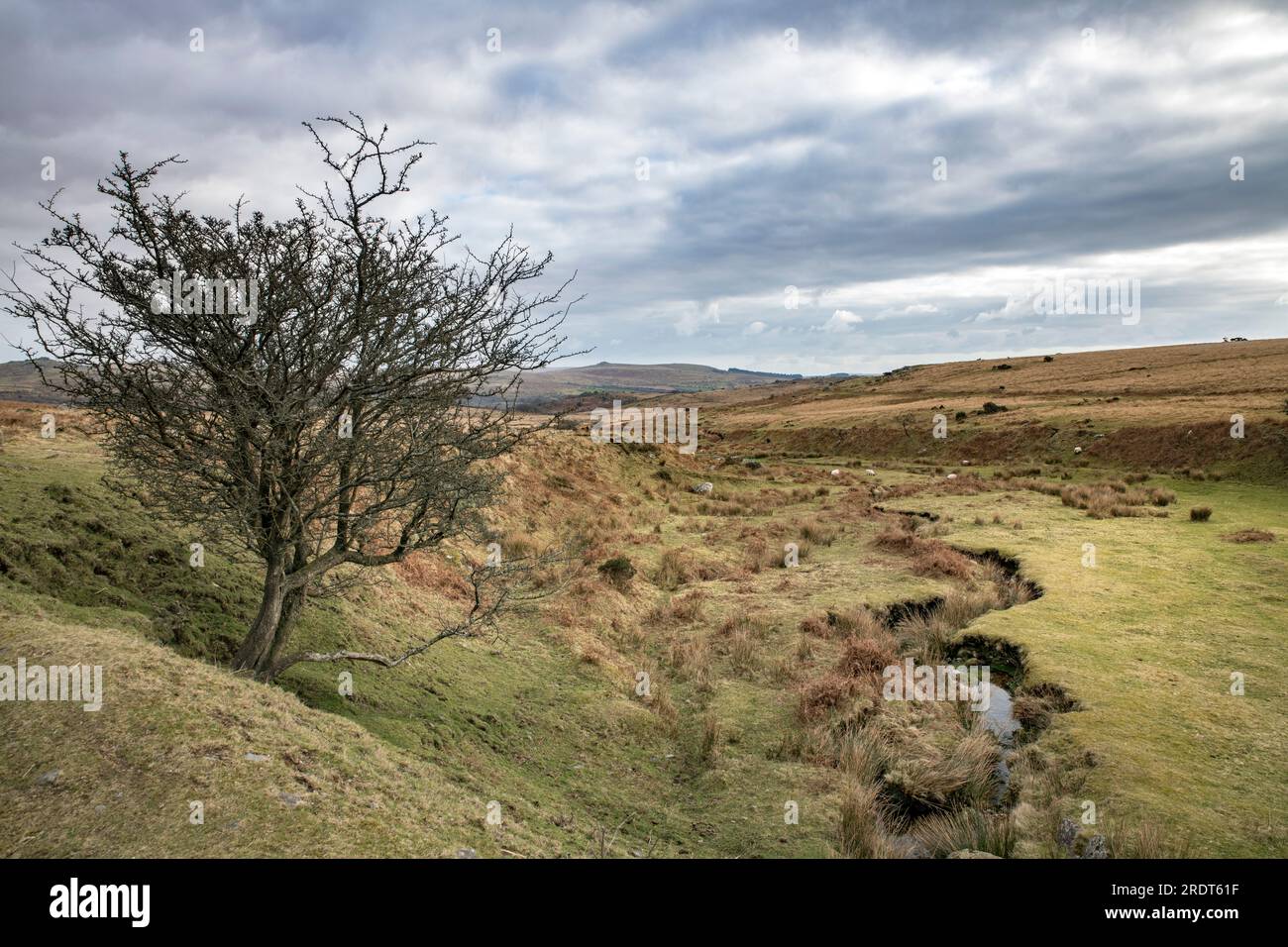 Surviving tree next to stream on rugged Dartmoor Stock Photo - Alamy