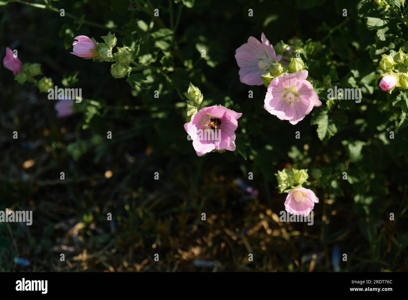 Vibrant pink purple blooming calibrachoa flowers and a bee collecting ...