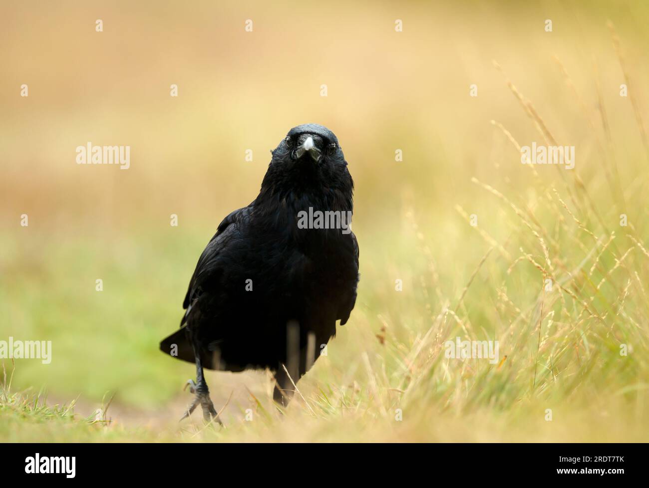 Crow in grass hi-res stock photography and images - Alamy