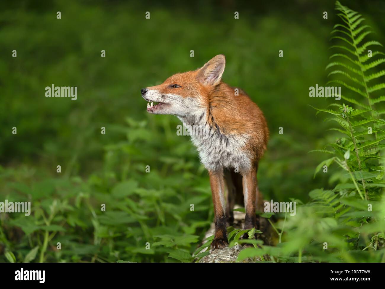 Close up of a Red fox (Vulpes vulpes) standing on a fallen tree in a ...